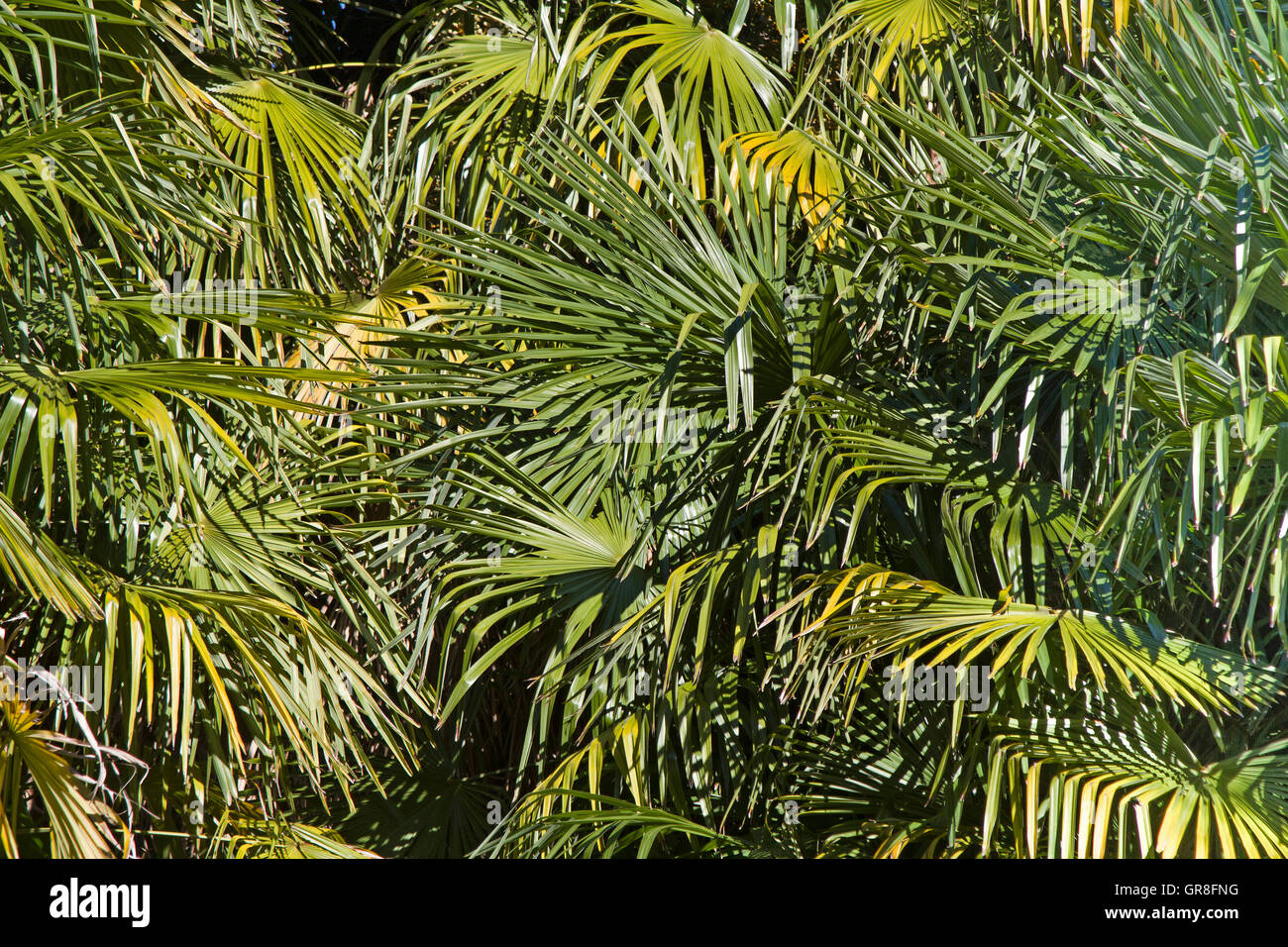 Frame filling hi-res stock photography and images - Alamy