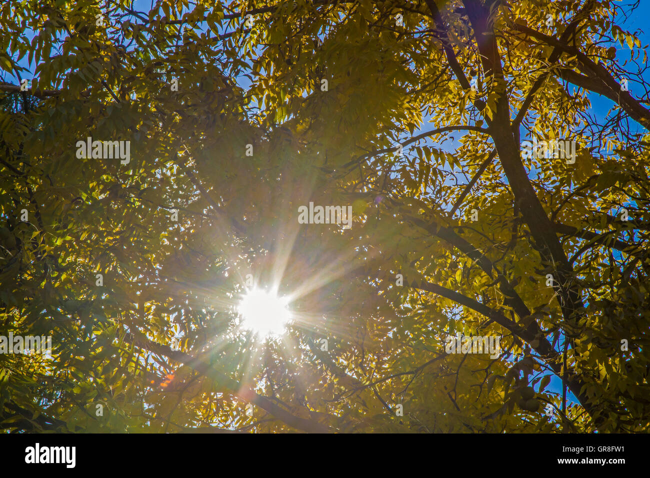 Canopy of bright yellow leaves hi-res stock photography and images - Alamy