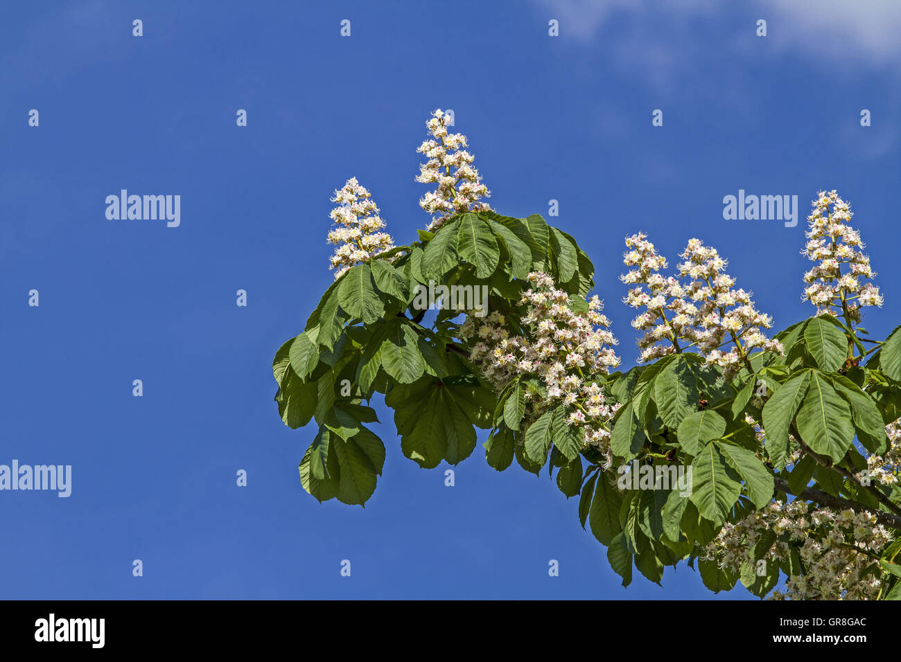 Chestnut Blossom In Spring Against A Blue Sky Stock Photo - Alamy