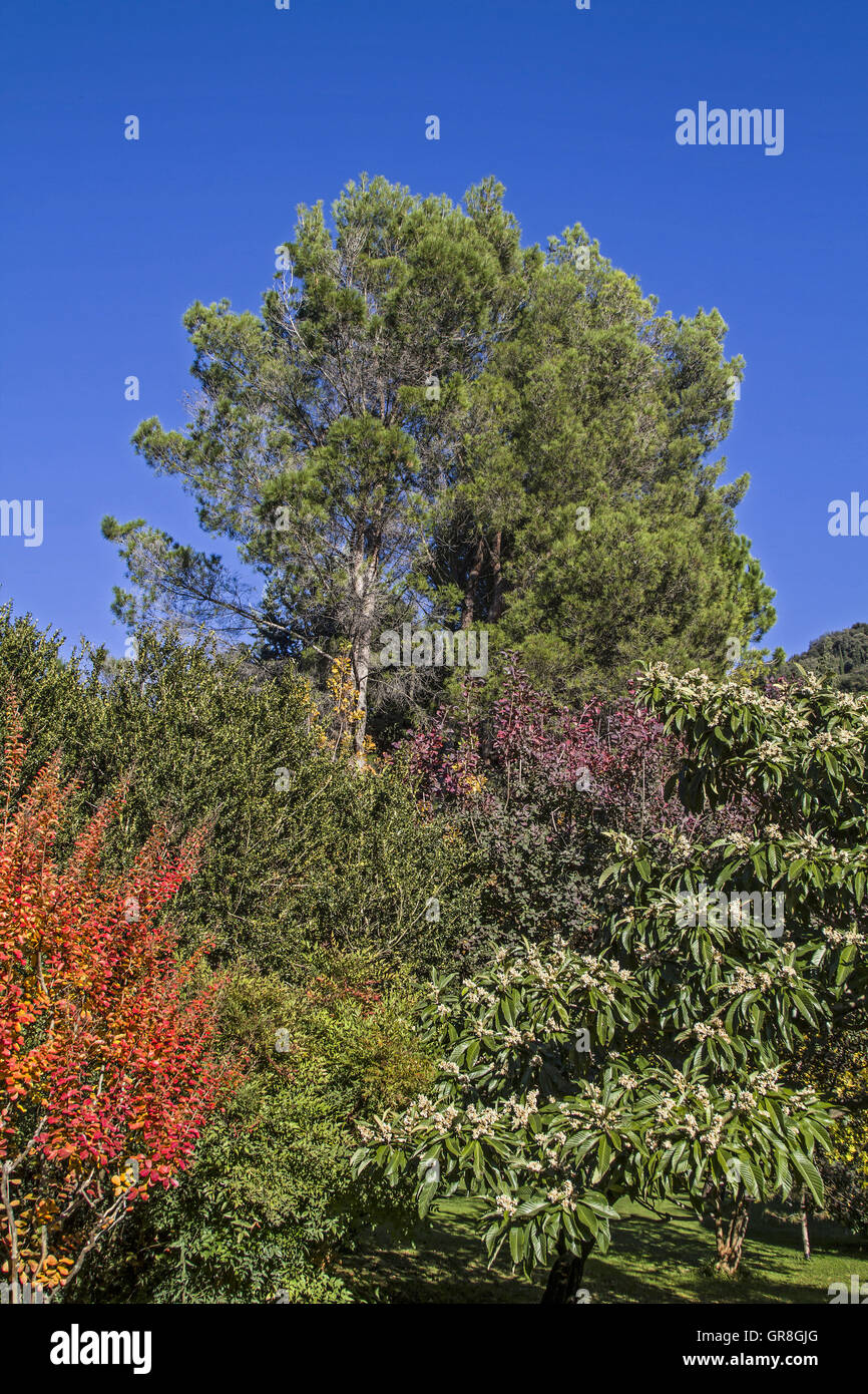 Subtropical vegetation hi-res stock photography and images - Alamy
