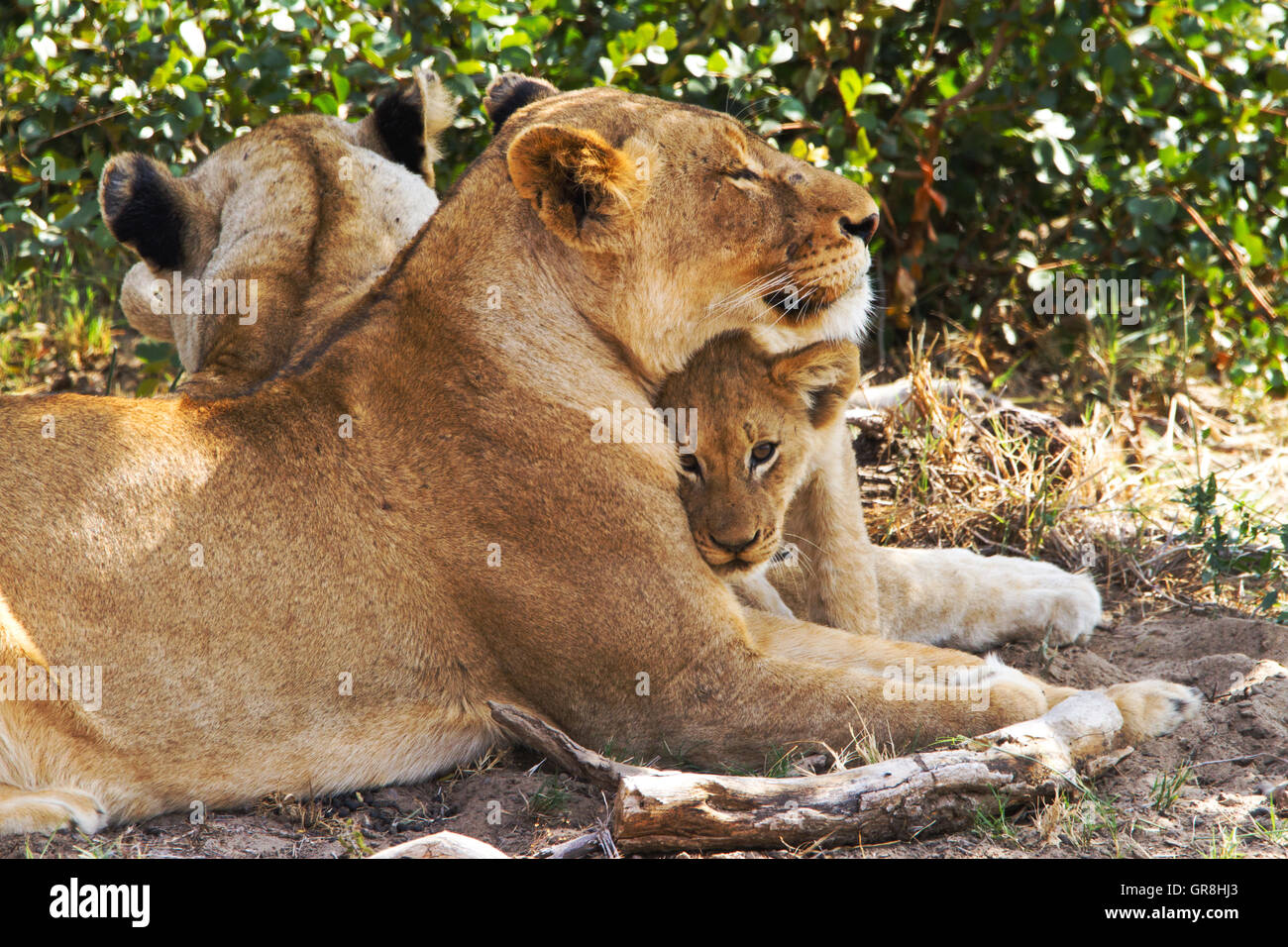 Lions and cubs cuddling Stock Photo - Alamy