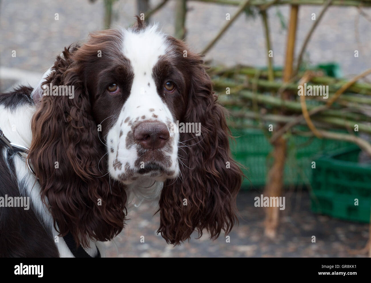 A brown and white spaniel looks at the camera with that traditional ...