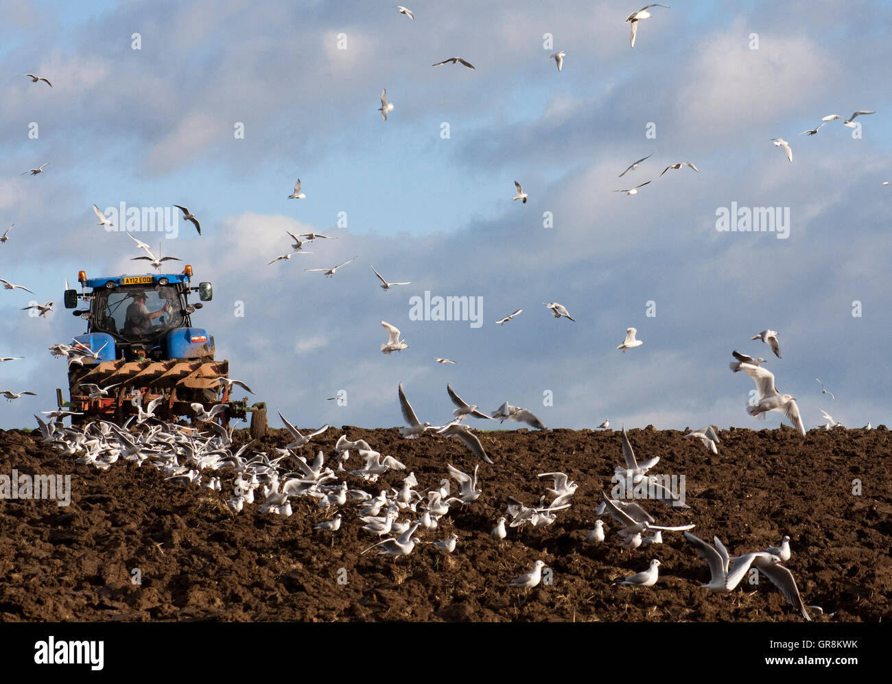 Flock following plough hi-res stock photography and images - Alamy