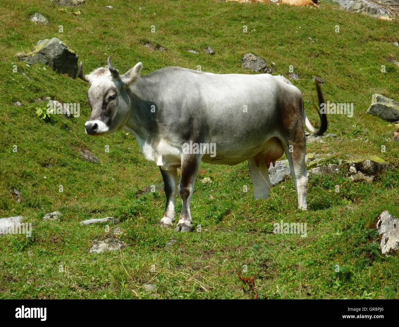 Cow In The Swiss Alps Stock Photo - Alamy