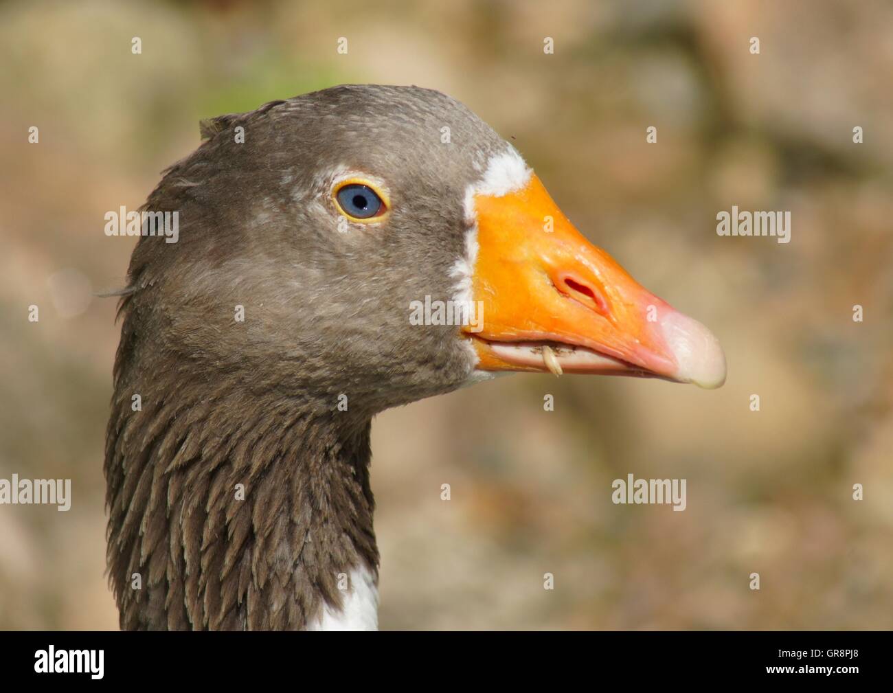 Goose head hi-res stock photography and images - Alamy
