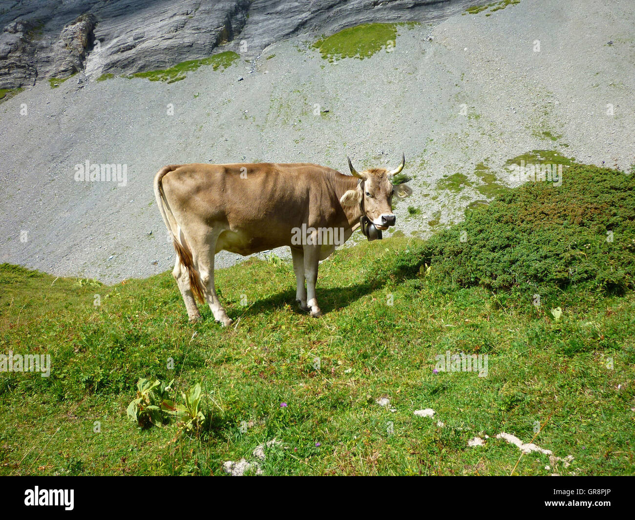 Cow In The Alps Of Switzerland Stock Photo - Alamy