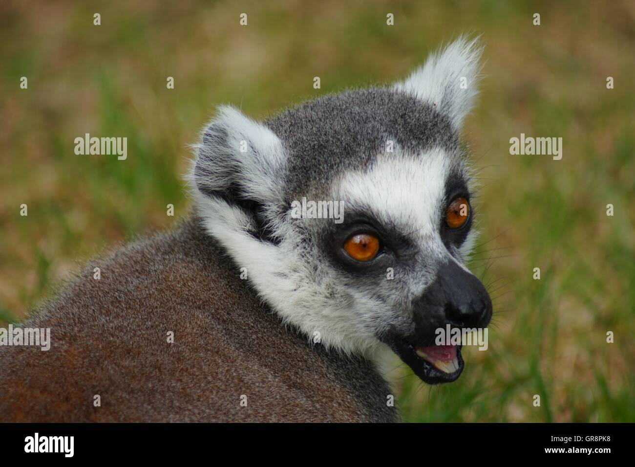 Katta portrait hi-res stock photography and images - Alamy