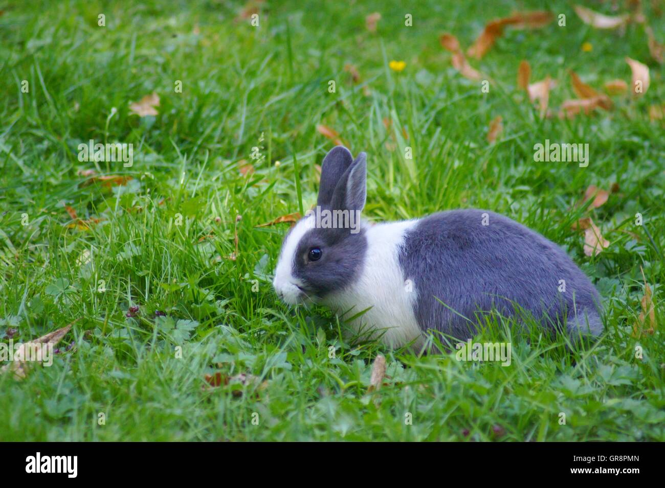 White rabbits in fields hi-res stock photography and images - Alamy