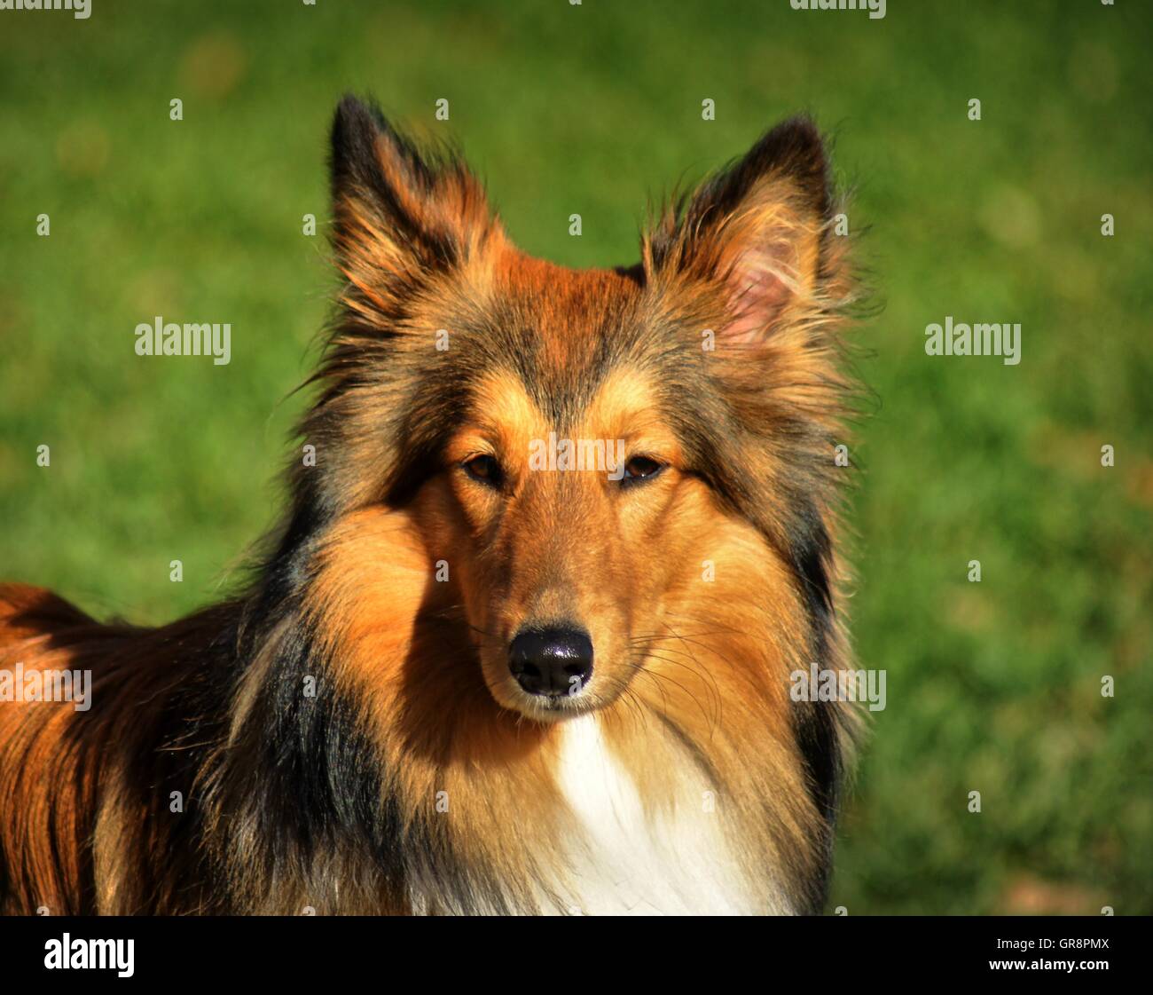 American collie hi-res stock photography and images - Alamy