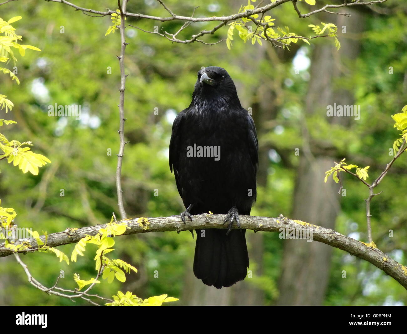 Raven tree hi-res stock photography and images - Alamy