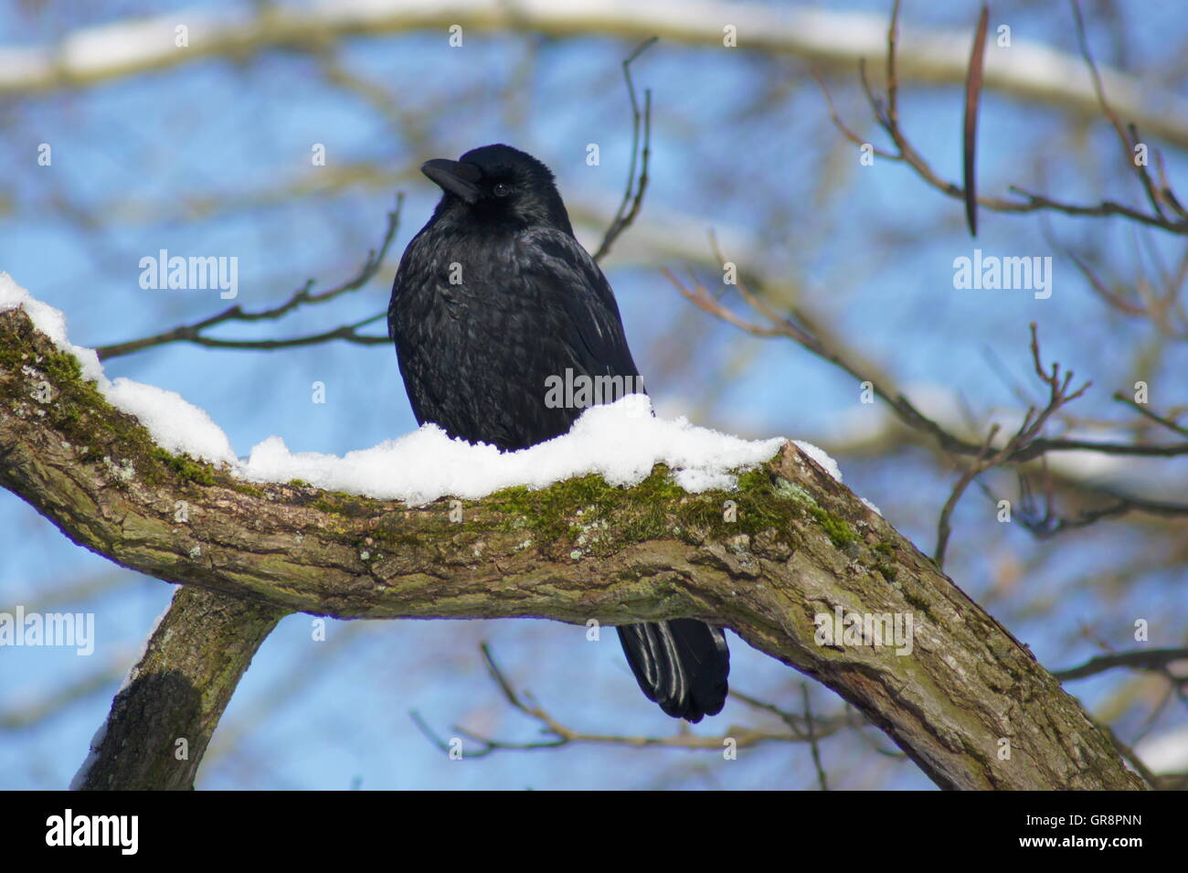 Raven in its habitat hi-res stock photography and images - Alamy