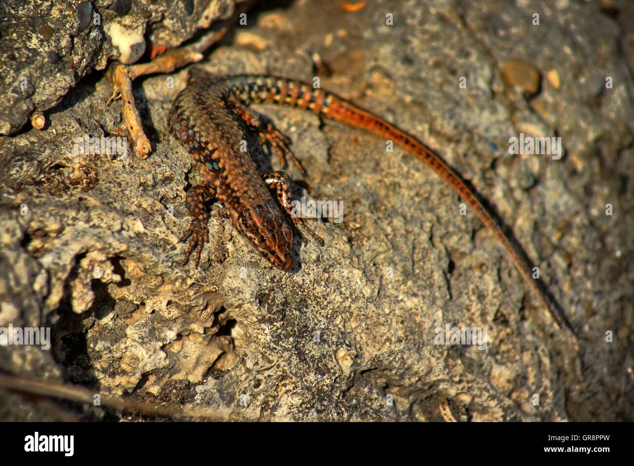 Lizard Lacertidae On The Wall Of Ulm Stock Photo - Alamy