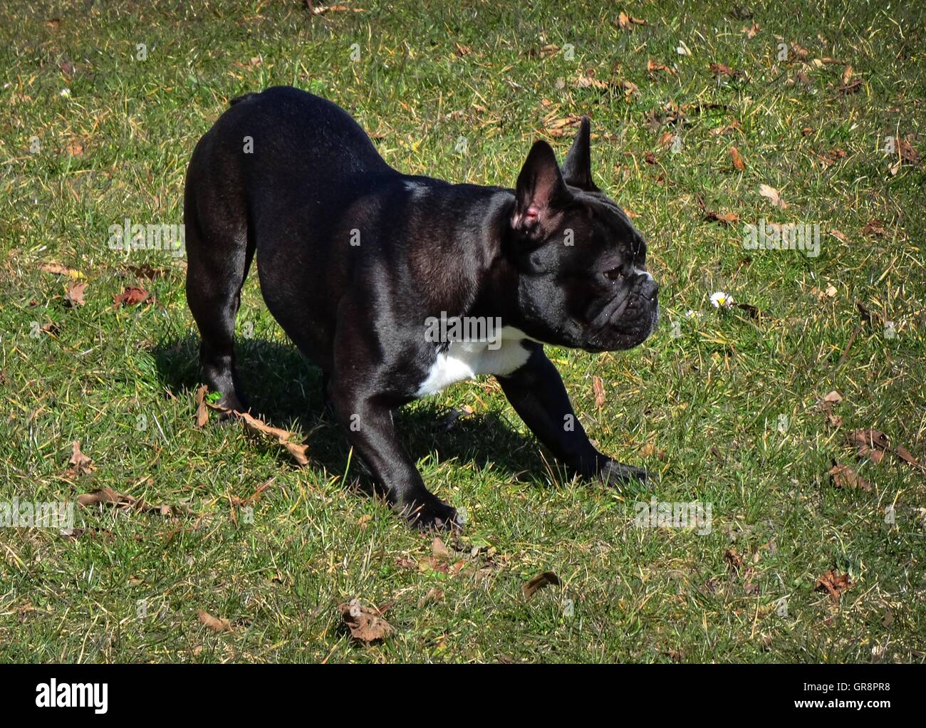 French Bulldog In Action Stock Photo - Alamy