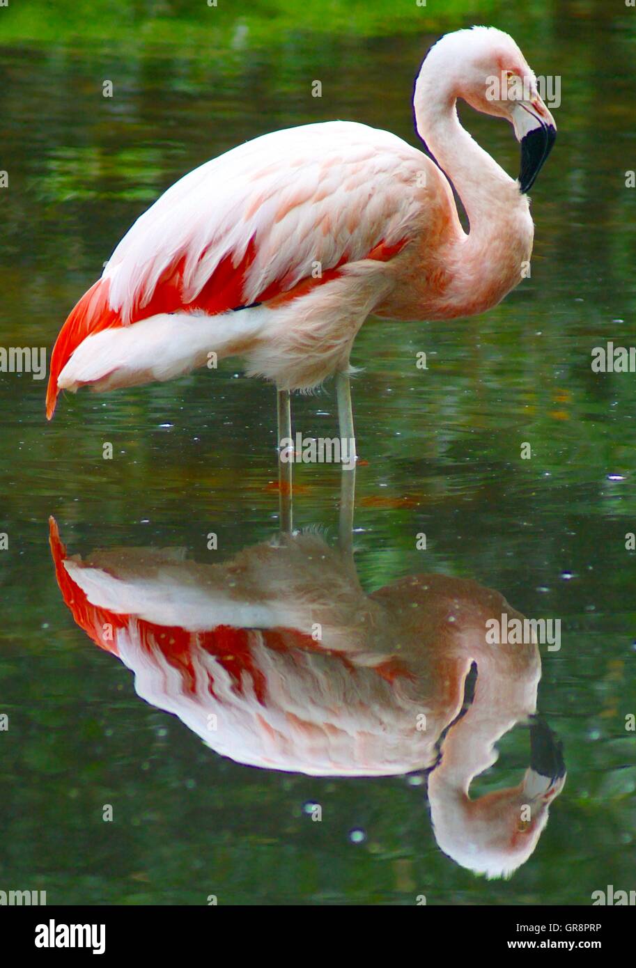 Flamingo Phoenicopteridae With Mirror Image Stock Photo - Alamy