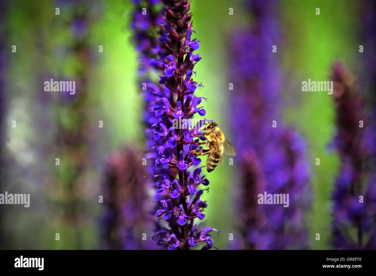 Detail closeup honeybee european hi-res stock photography and images ...