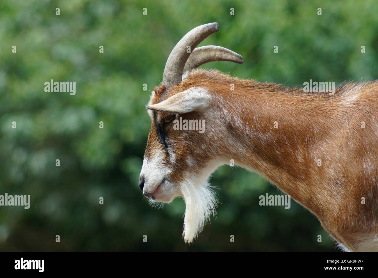 Pygmy Goat Portrait Stock Photo - Alamy