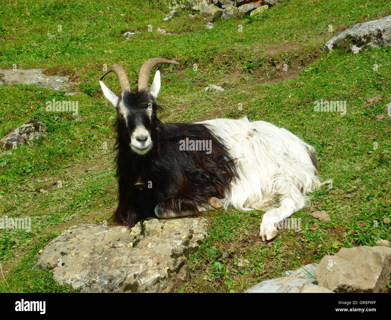 Goat In The Alps Of Switzlerland Stock Photo - Alamy