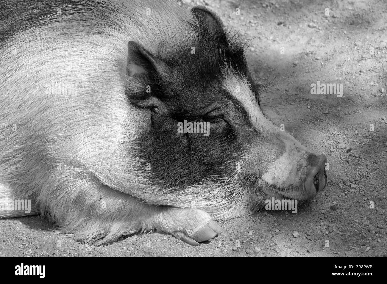 Micro pig hi-res stock photography and images - Alamy