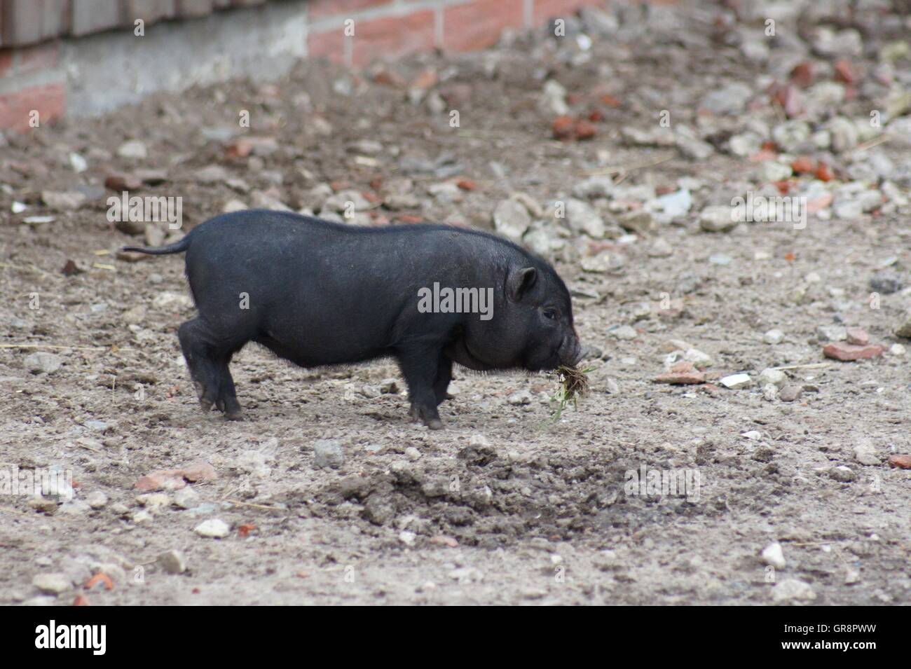 Micro pet photography hi-res stock photography and images - Alamy