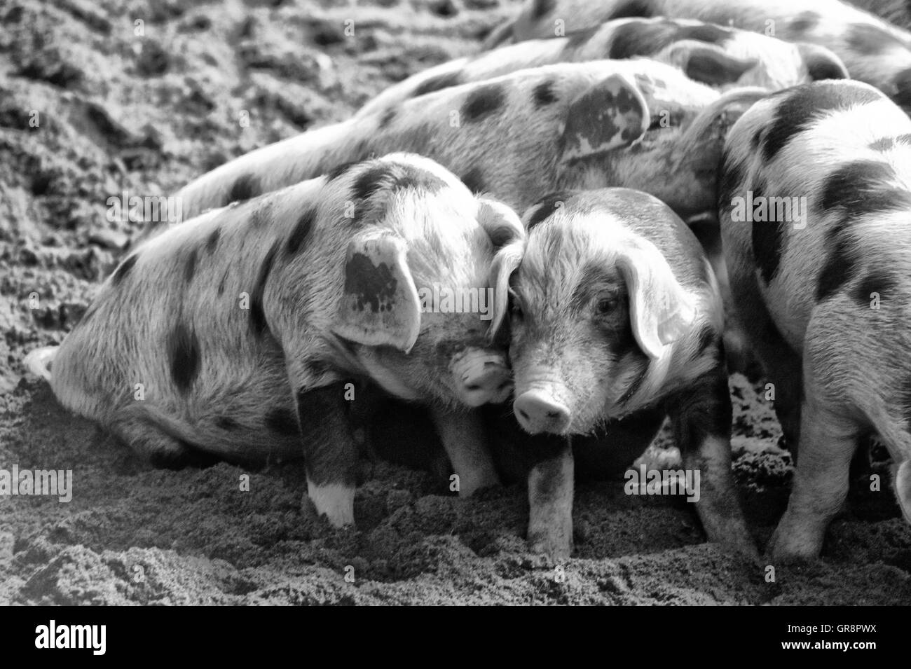 Pig farming Black and White Stock Photos & Images - Alamy