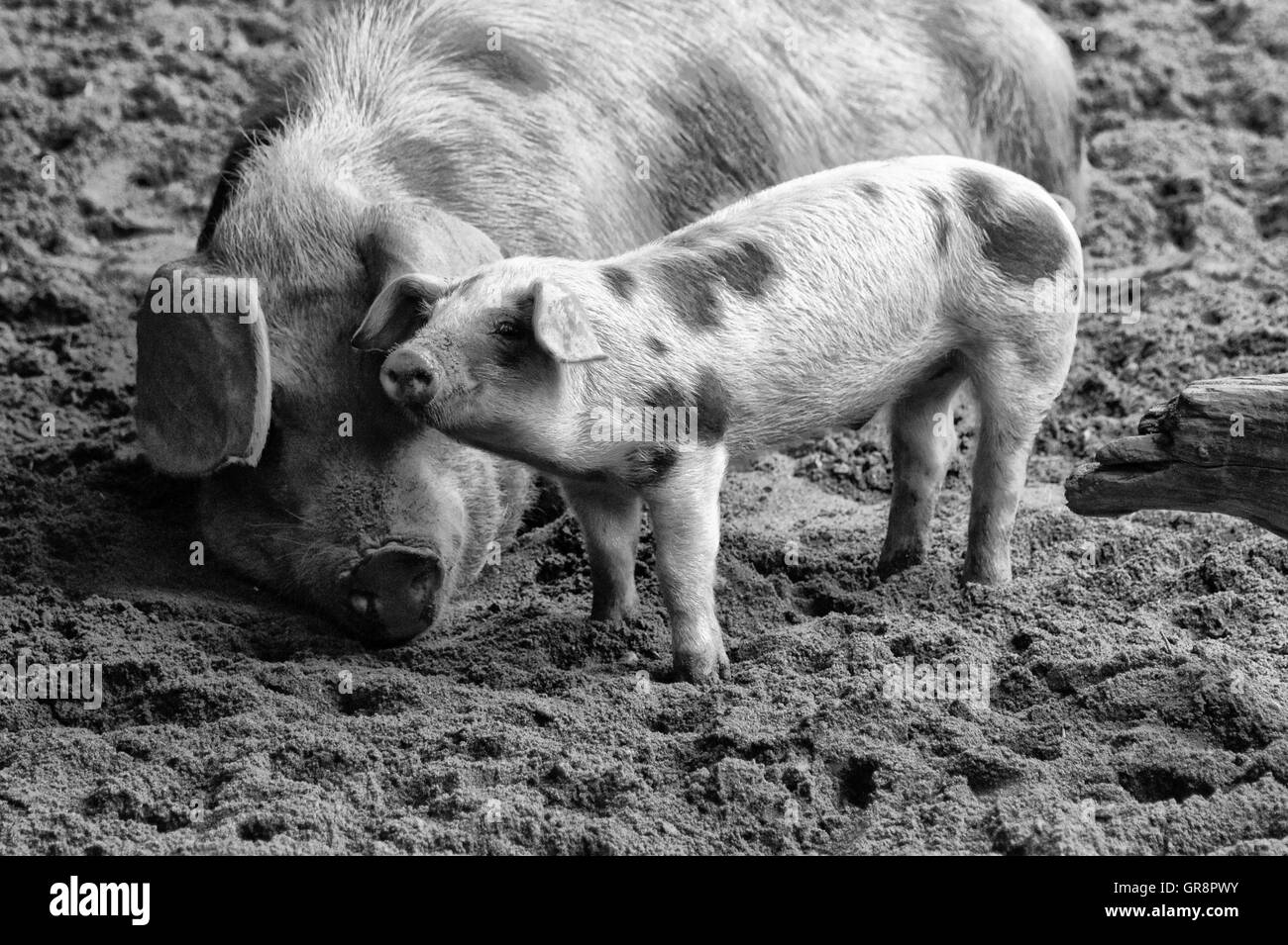 Sow meat Black and White Stock Photos & Images - Alamy