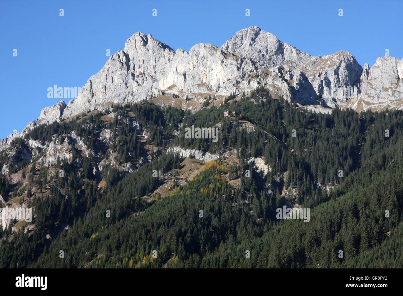 Gimpel hi-res stock photography and images - Alamy