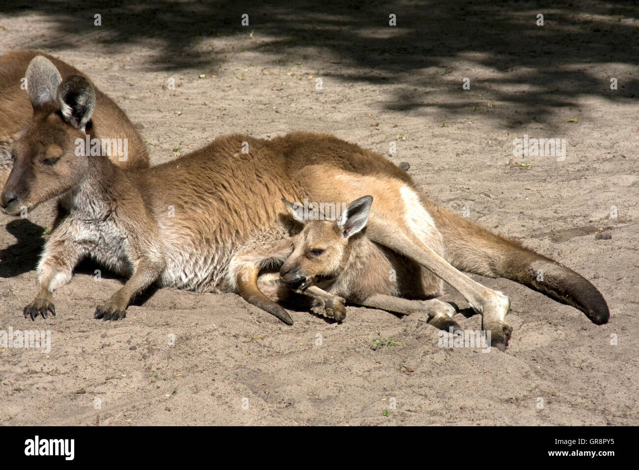 Kangaroo With Baby Stock Photo - Alamy