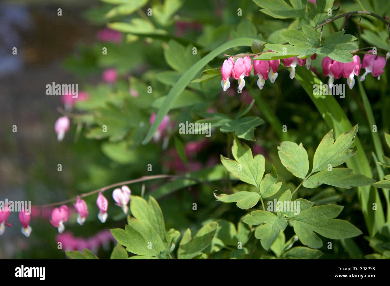 Bleeding Heart Shrub High Resolution Stock Photography and Images - Alamy