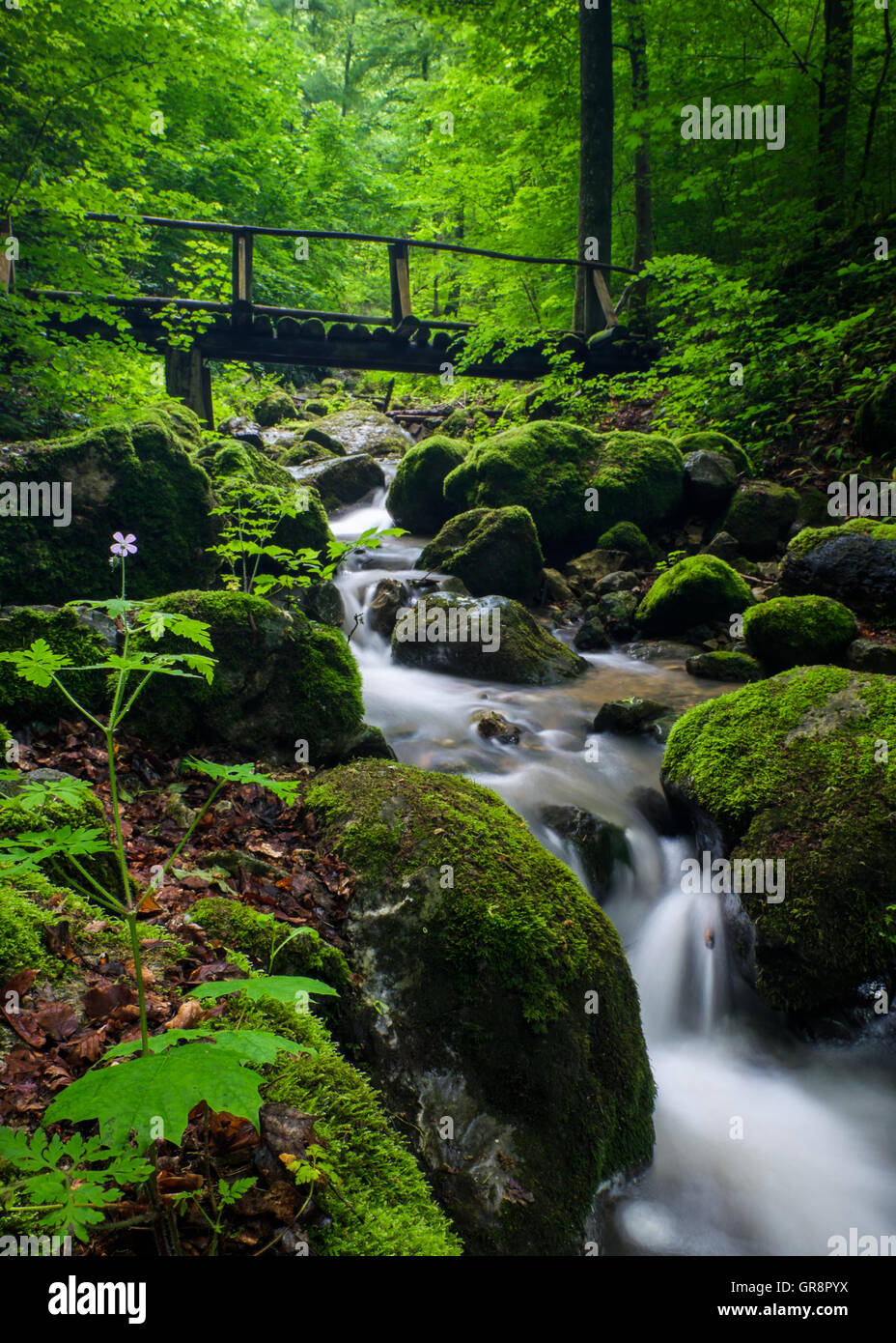 Creek With Wooden Bridge And Rocks In Forest Stock Photo - Alamy
