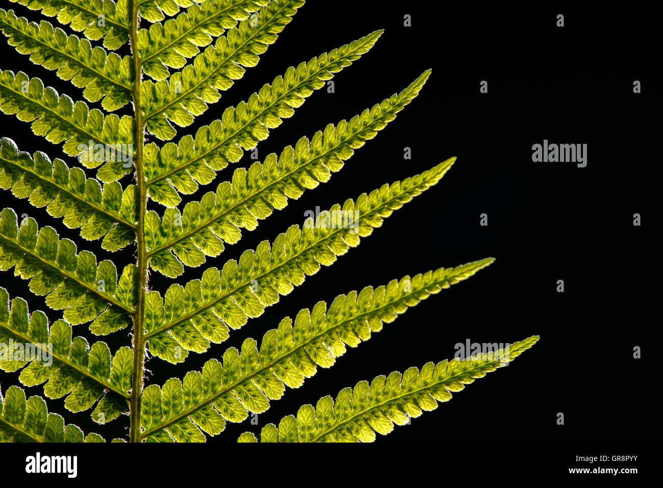 Fernleaf In Backlight Stock Photo - Alamy