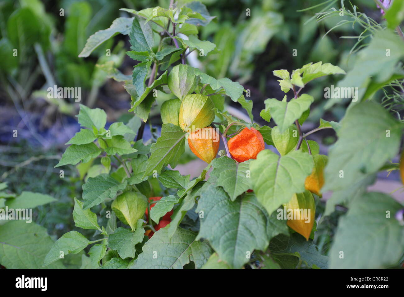 Gooseberry Physalis Peruviana Stock Photo - Alamy