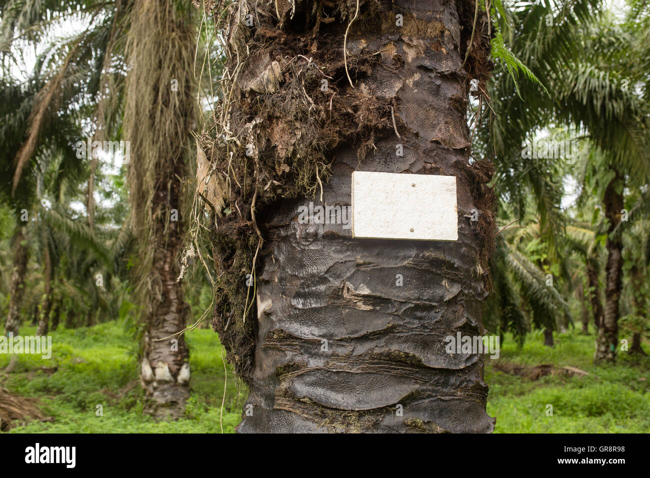 Palm oil tree hi-res stock photography and images - Alamy