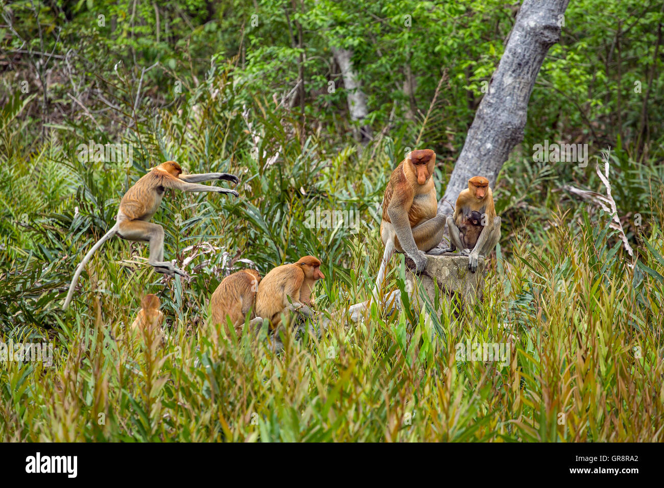 Group of Proboscis Monkeys (Nasalis larvatus) endemic of Borneo in the ...