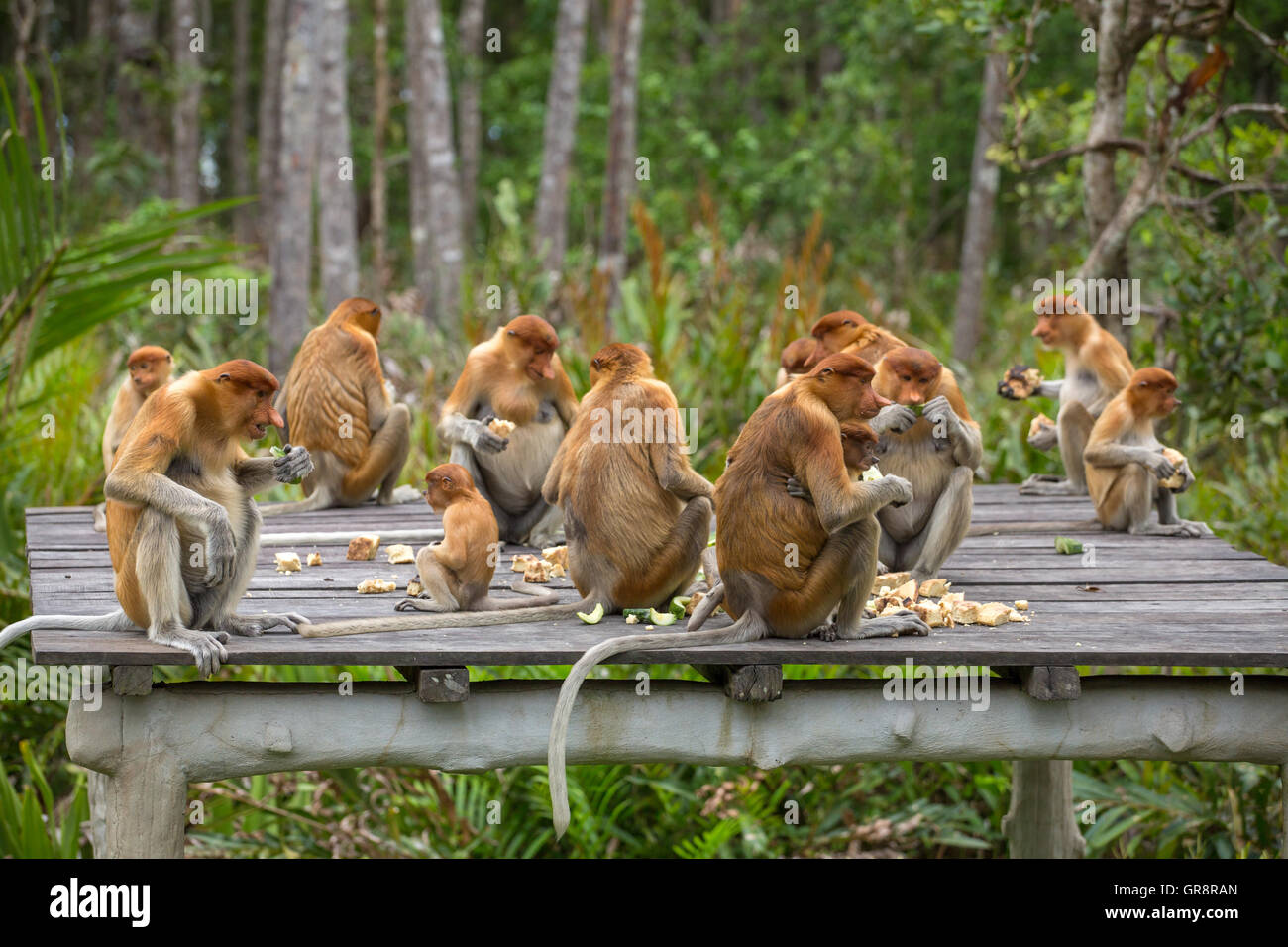 Group of Proboscis Monkeys (Nasalis larvatus) endemic of Borneo sitting ...