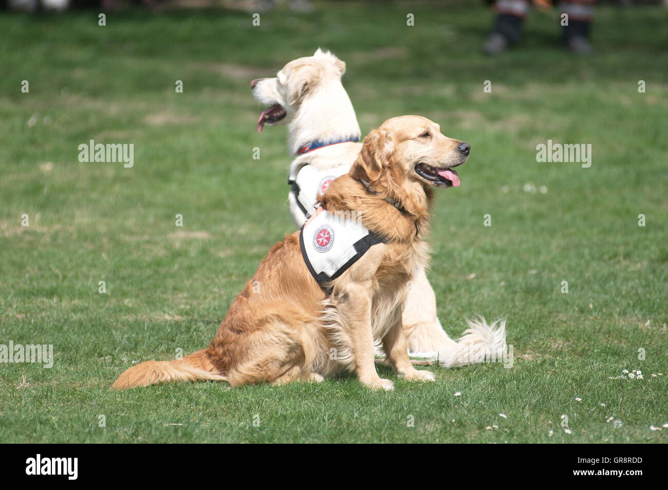Search and rescue dog hi-res stock photography and images - Alamy