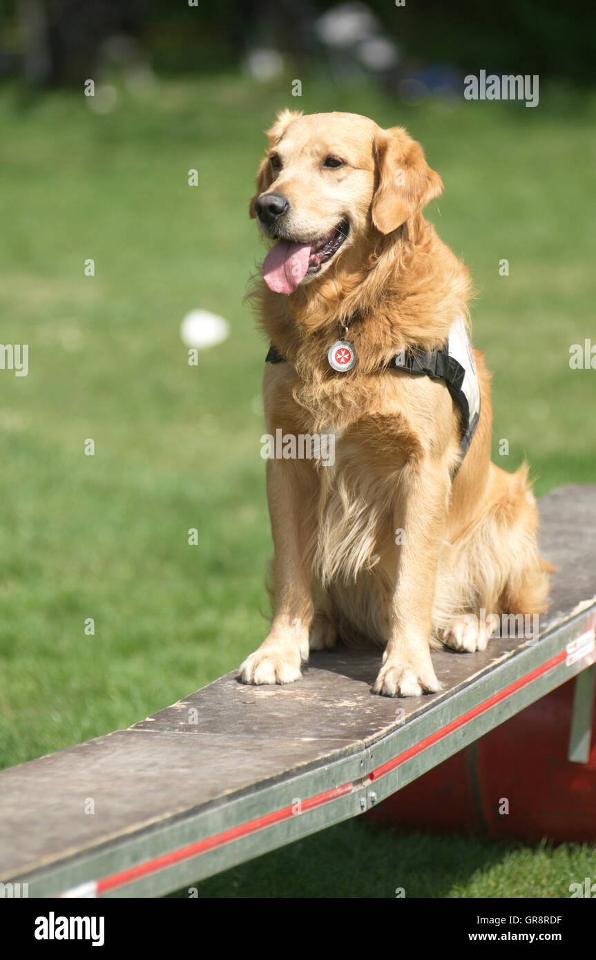 Search and rescue dog hi-res stock photography and images - Alamy