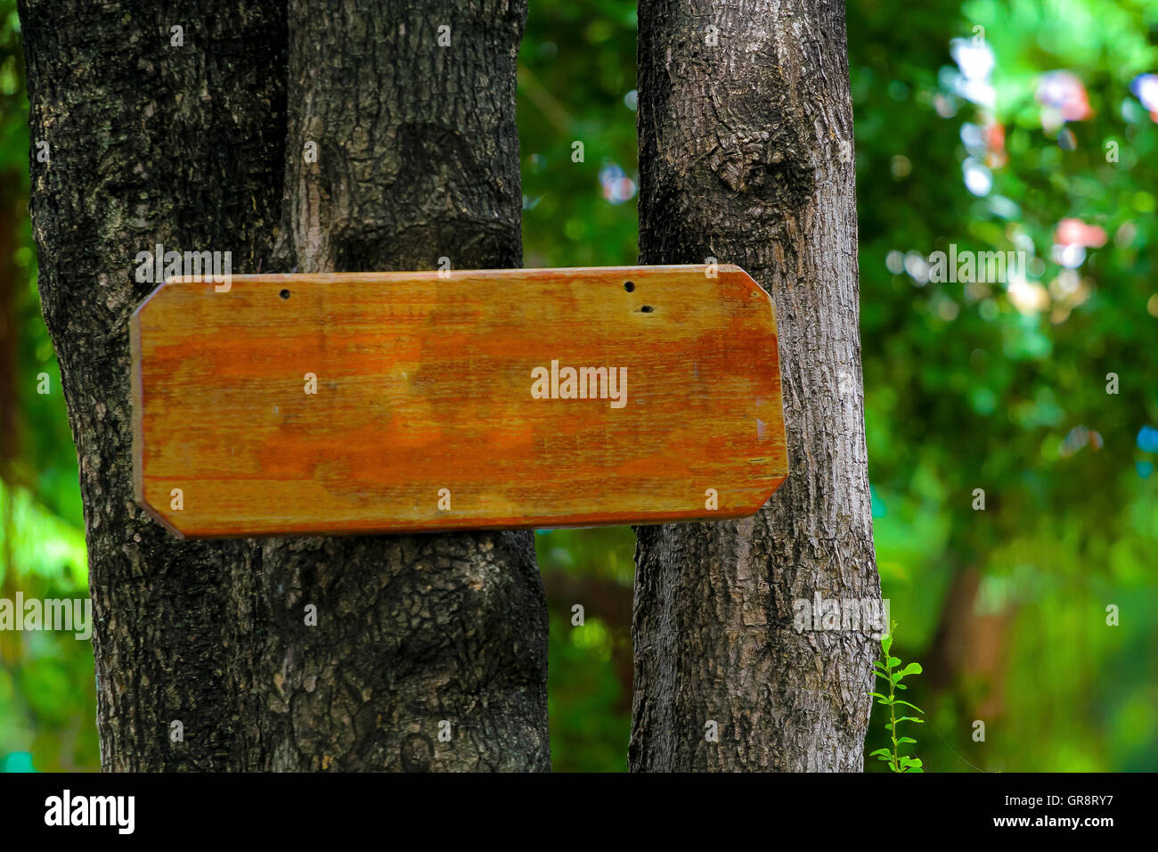 Sign board made from wood on tree Stock Photo - Alamy