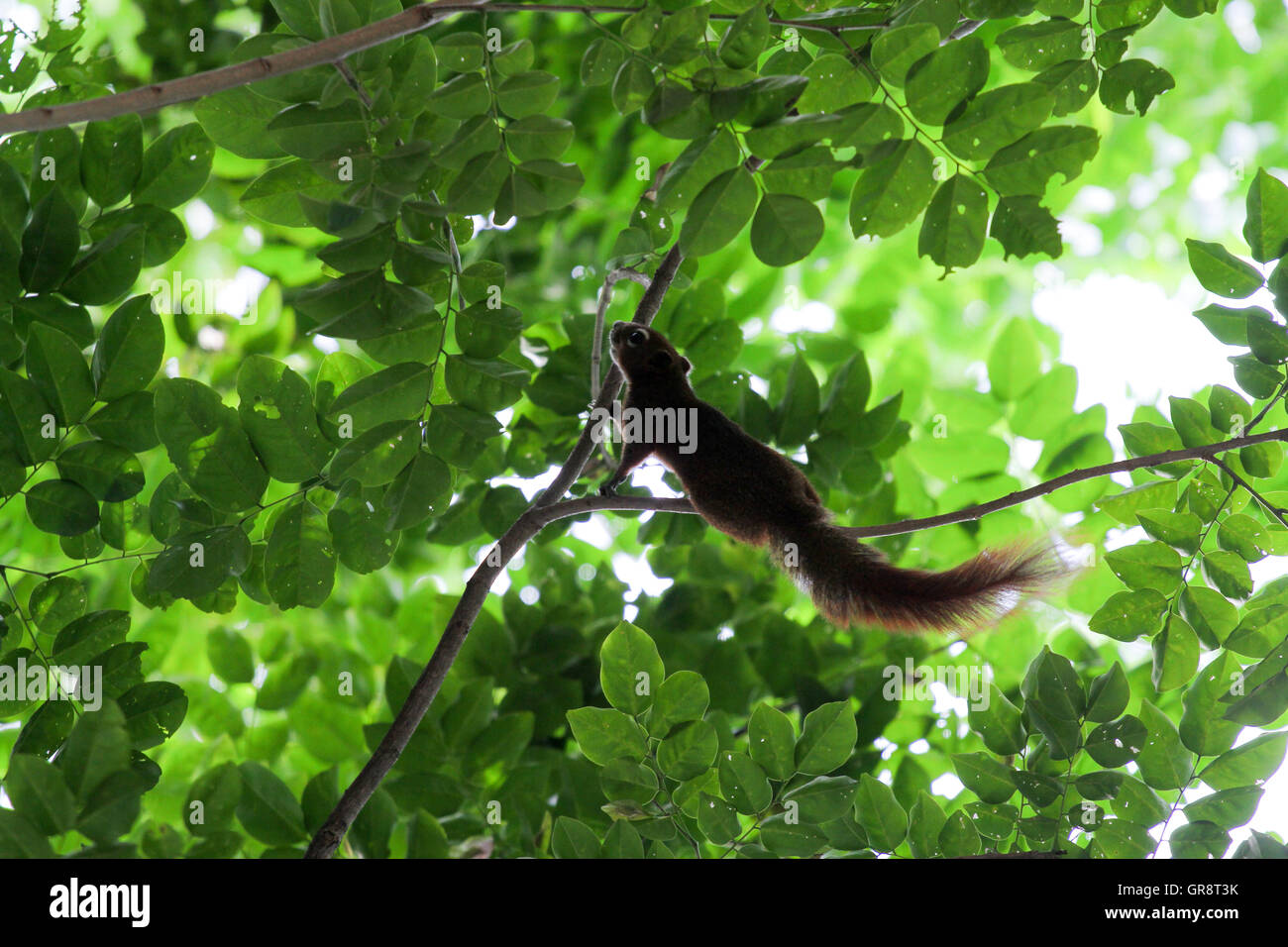 Squirrels spy hi-res stock photography and images - Alamy