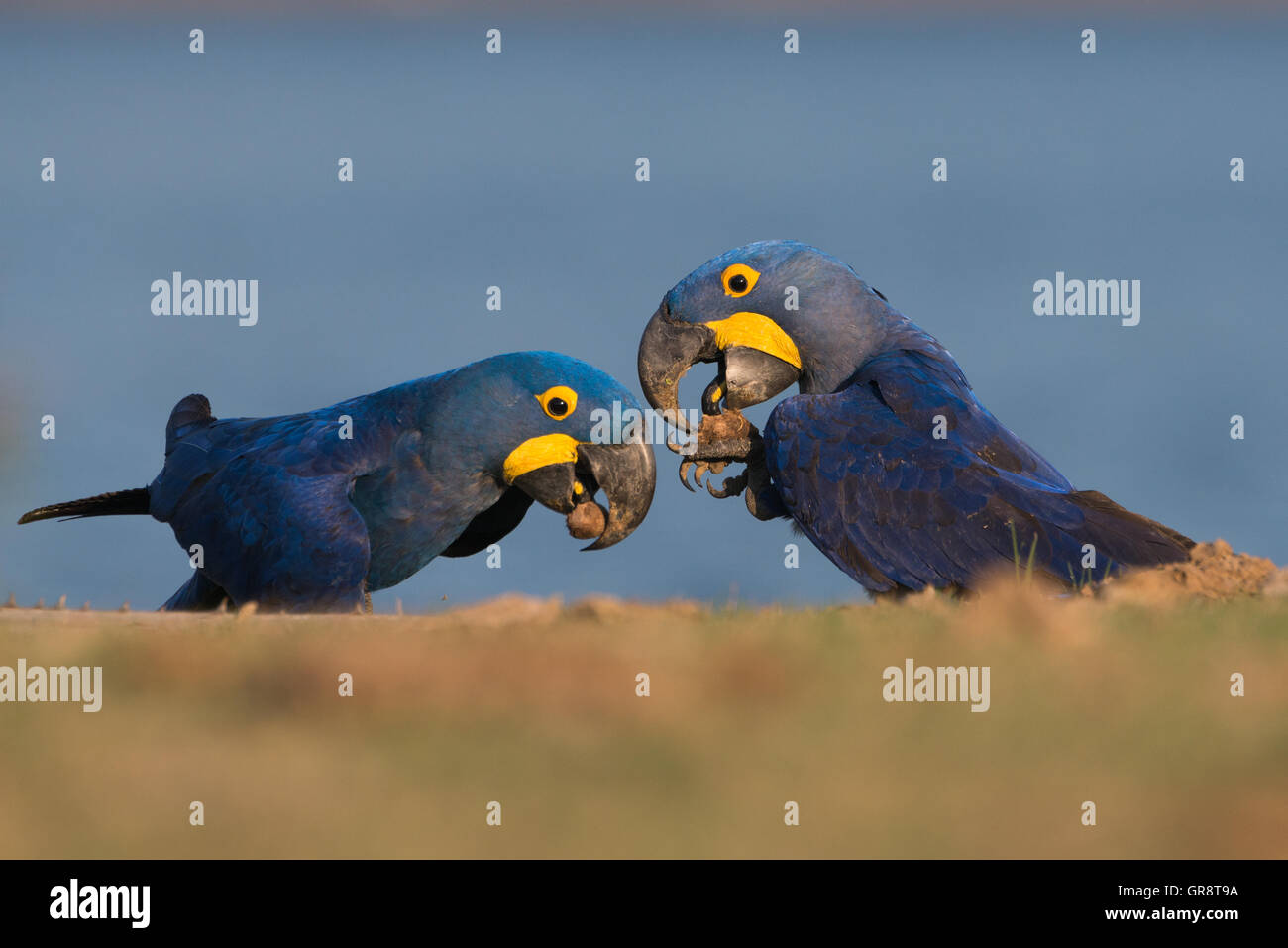 A pair of Hyacinth Macaws feeding on the nuts of the Acuri Palm in ...