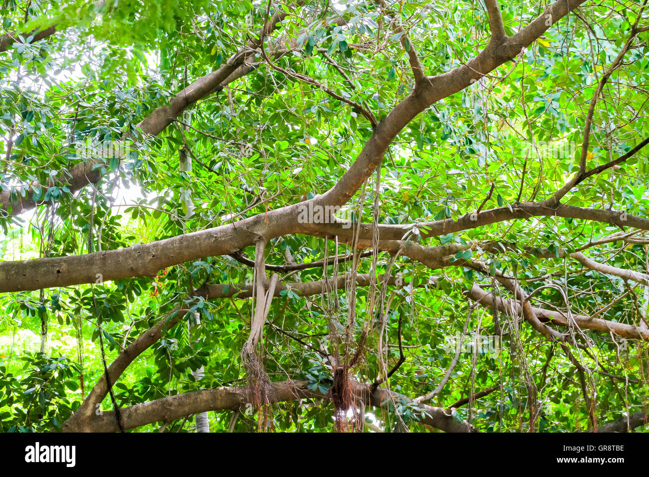 twig trees background Stock Photo - Alamy