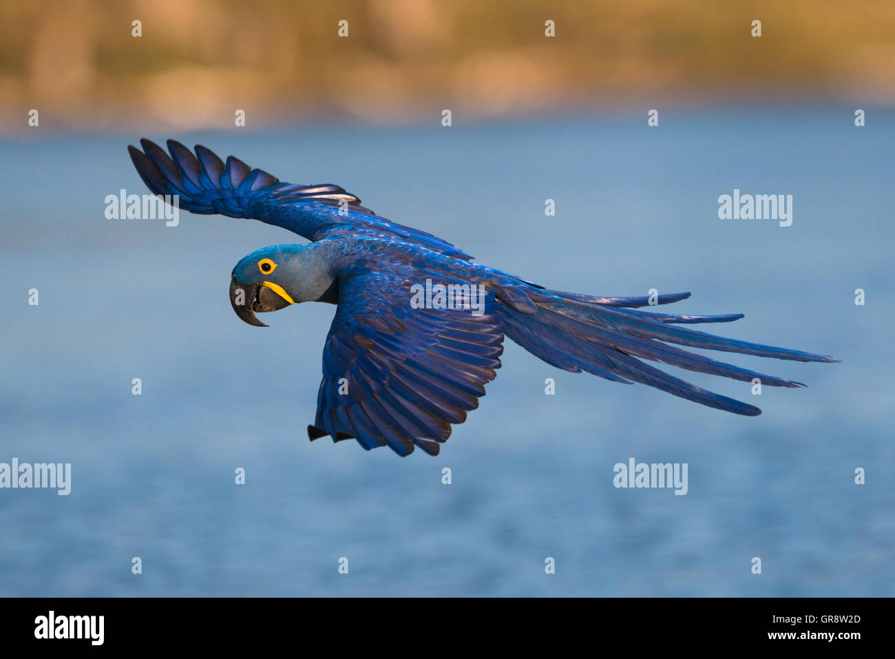 Hyacinth macaw hi-res stock photography and images - Alamy