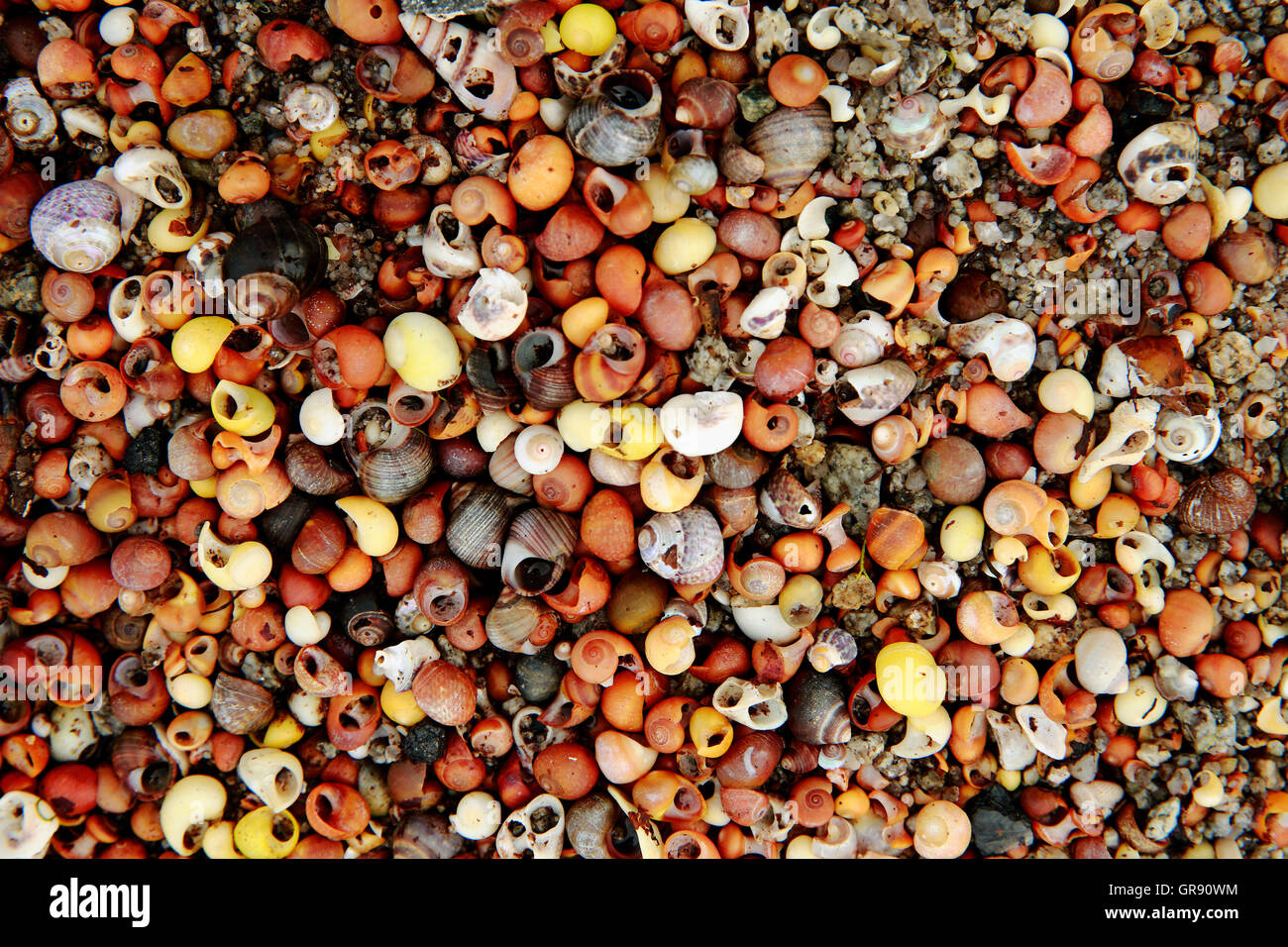 Sea snails hi-res stock photography and images - Alamy