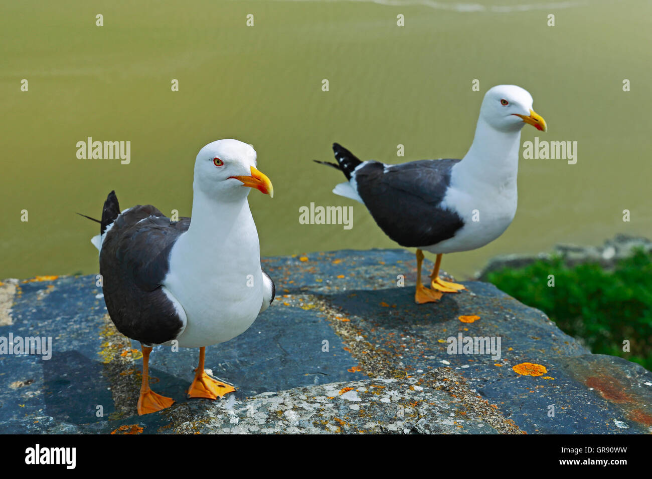 Close Up Of Two Mantelmöven On A Gray Rock, Larus Marinus Stock Photo ...