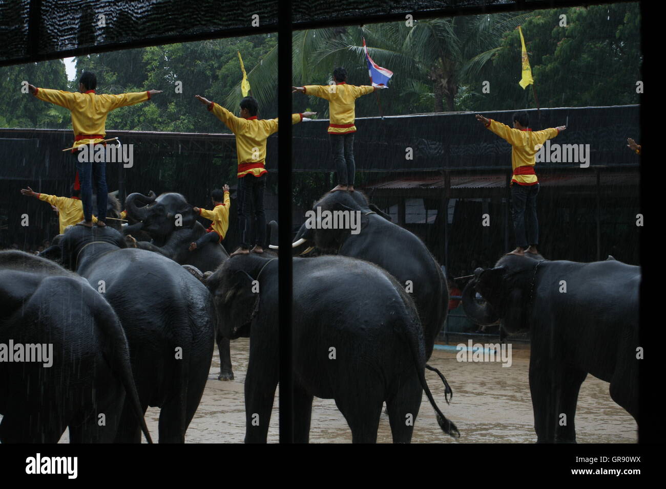 Elephants performing hi-res stock photography and images - Alamy
