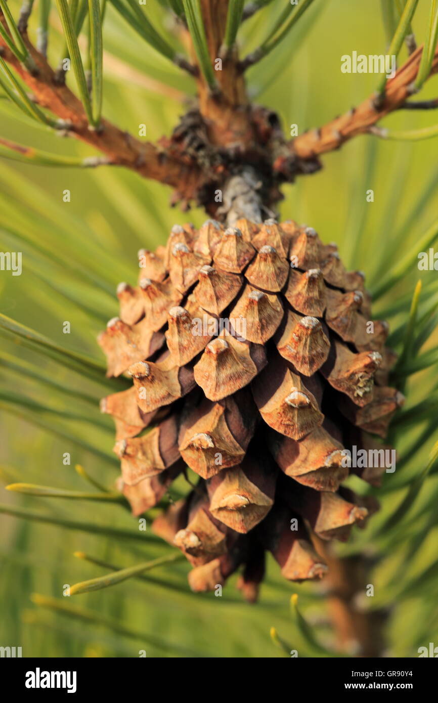 Pine cone pinus sylvestris hi-res stock photography and images - Alamy