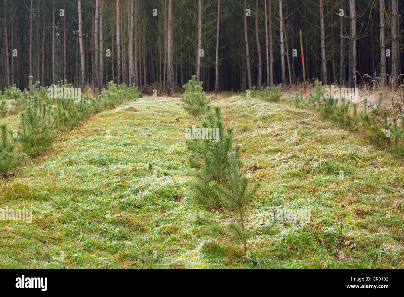 Red spruce trees hi-res stock photography and images - Alamy