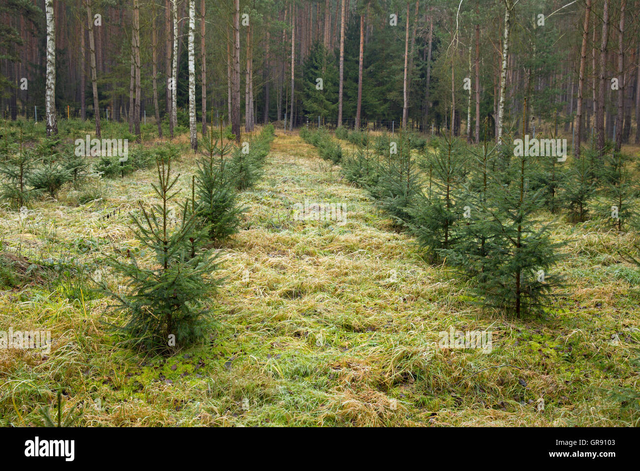 Small Spruce Trees In A Plantation Of Game Fence Stock Photo - Alamy