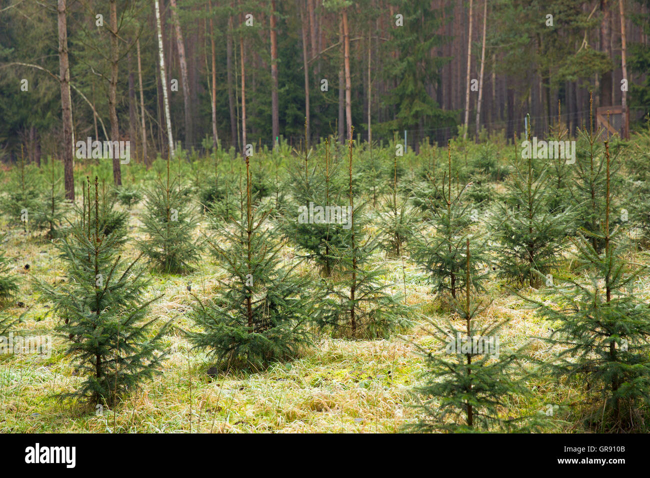 Small Spruce Trees In A Plantation Of Game Fence Stock Photo - Alamy