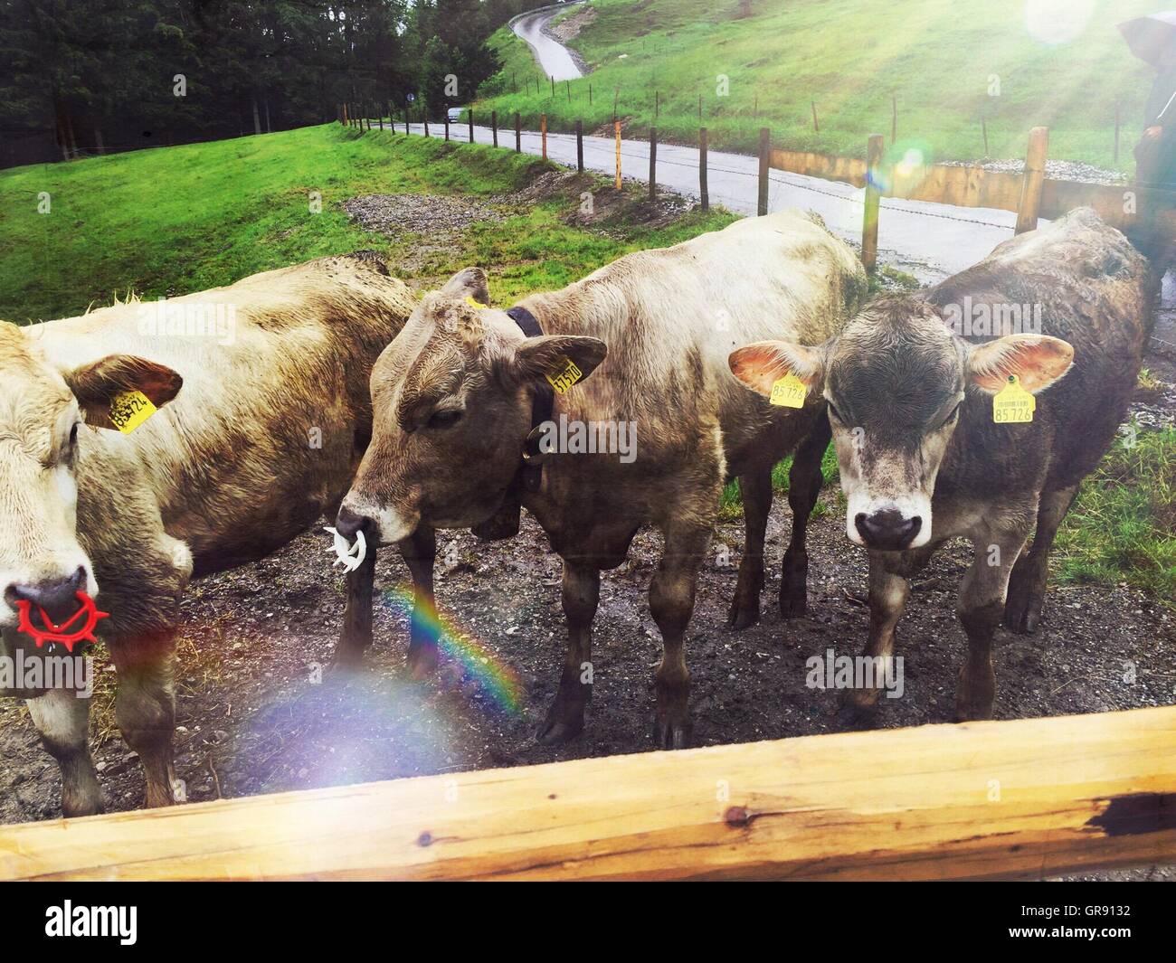 Pen cattle hi-res stock photography and images - Alamy