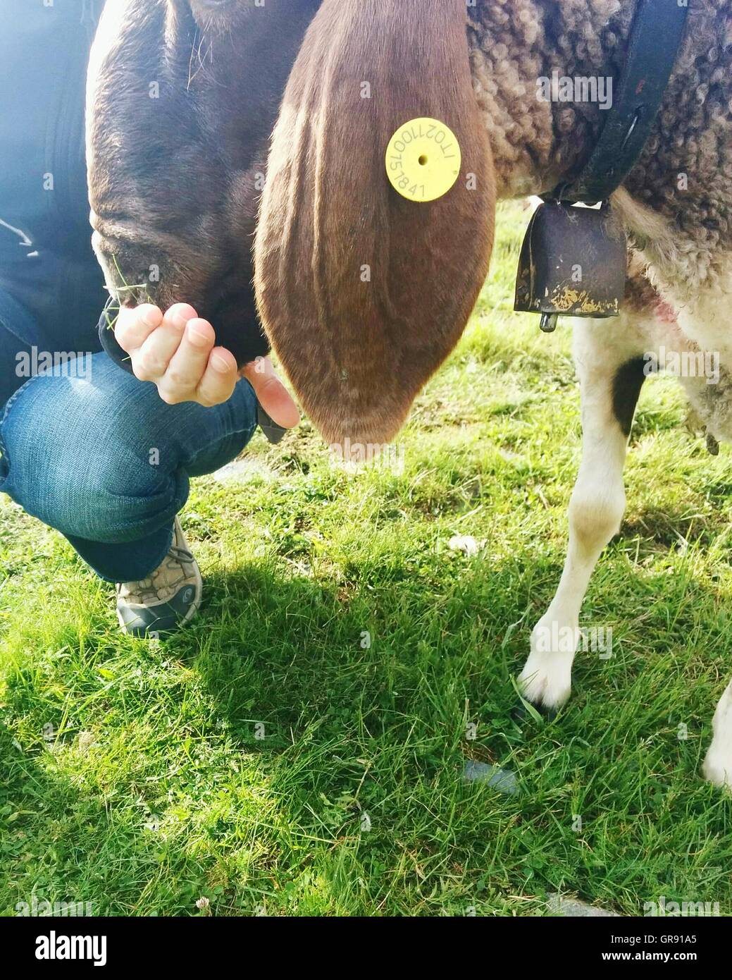 Man With Sheep High Resolution Stock Photography and Images - Alamy